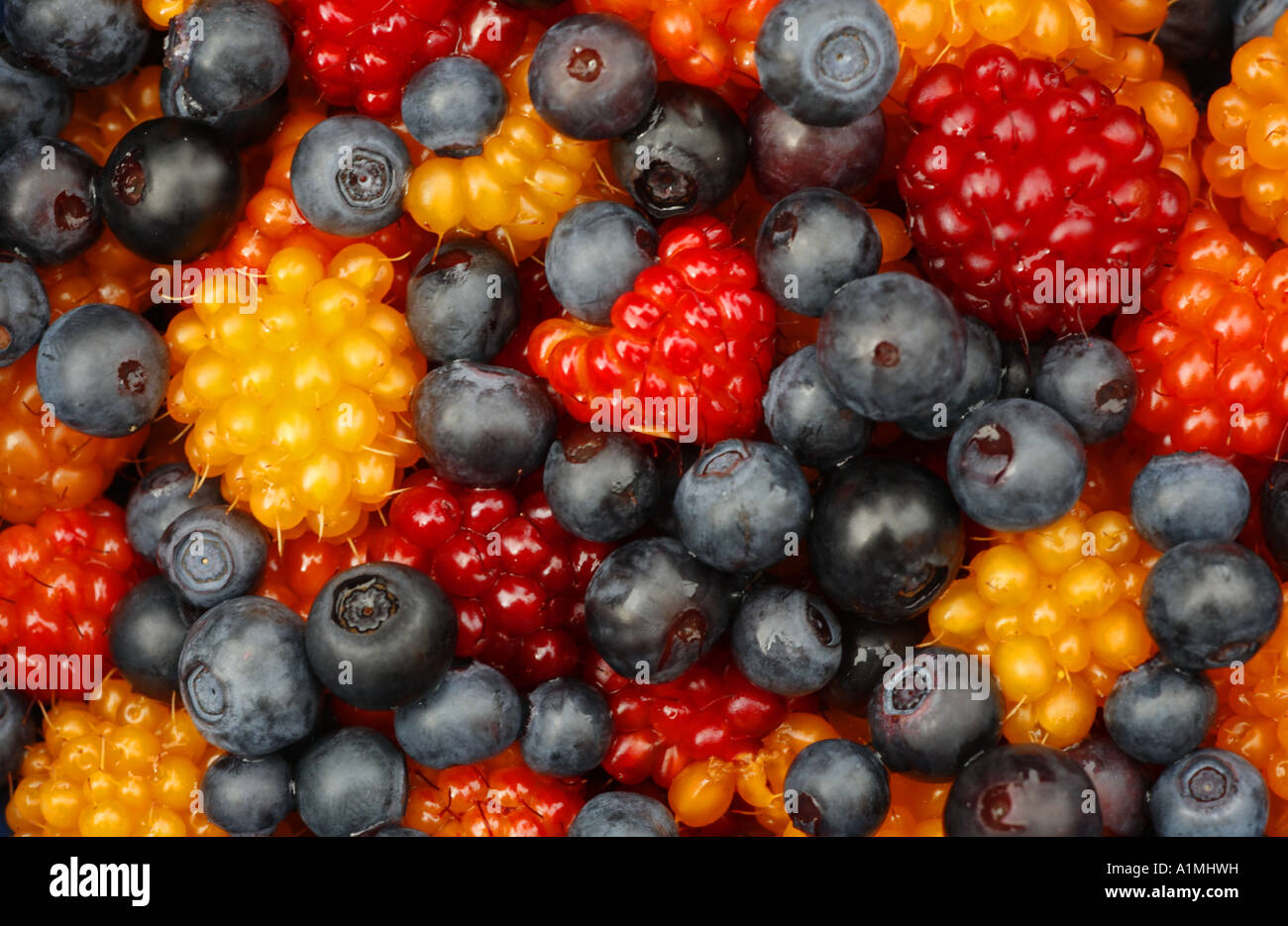 Alaskan berry hi-res stock photography and images - Alamy