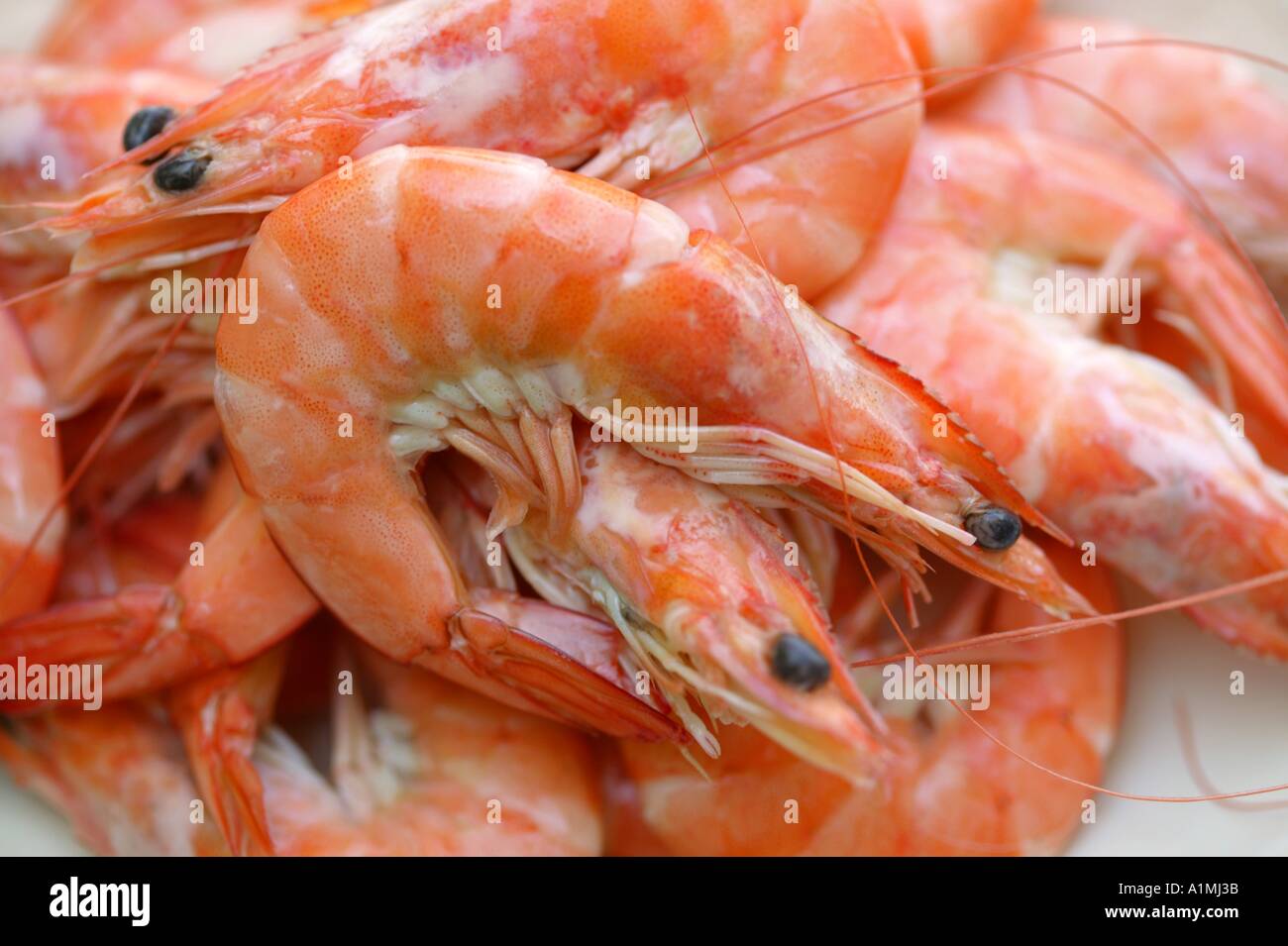 Crustacean types hi-res stock photography and images - Alamy