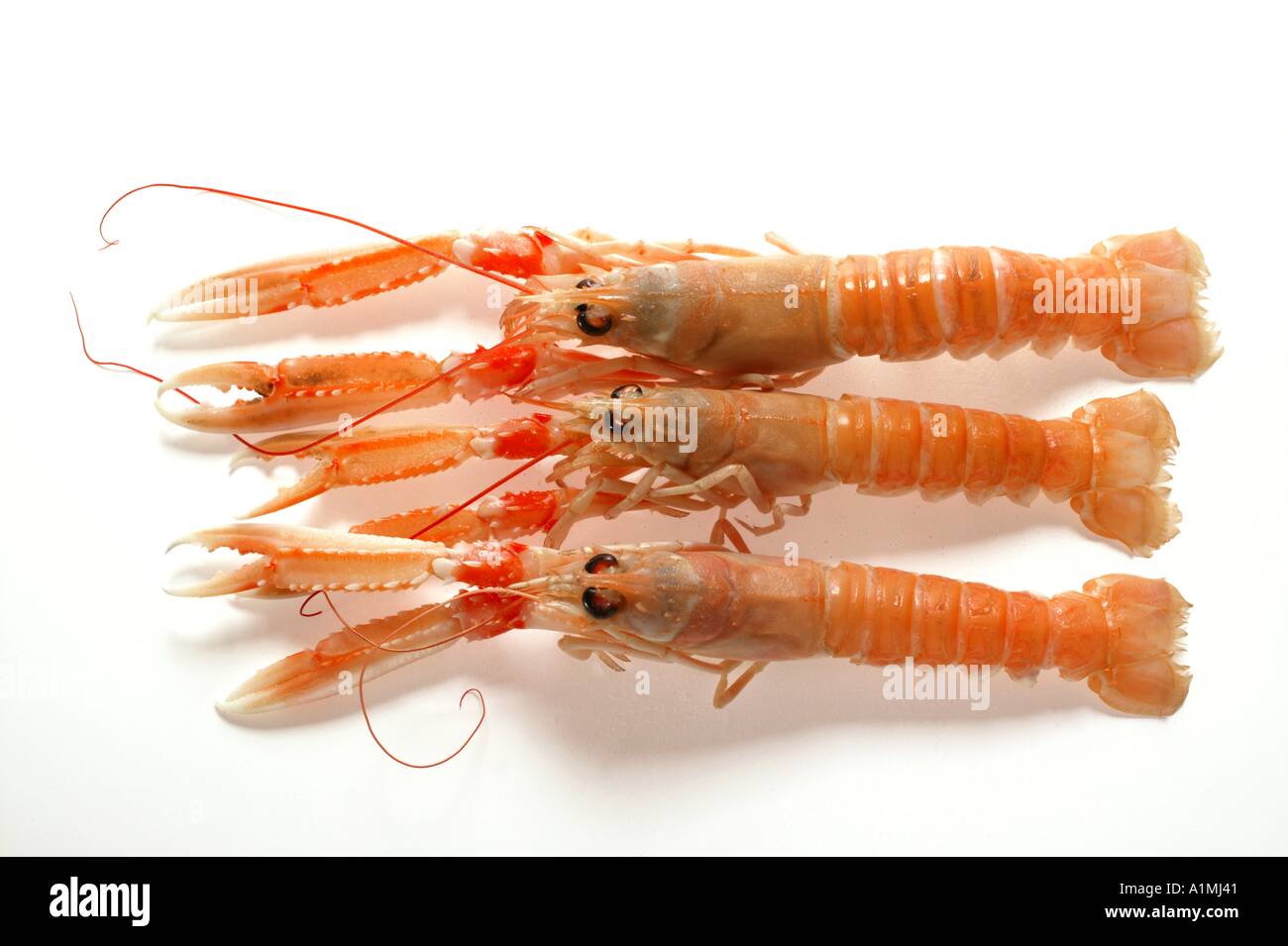 Scampi di mare hi-res stock photography and images - Alamy