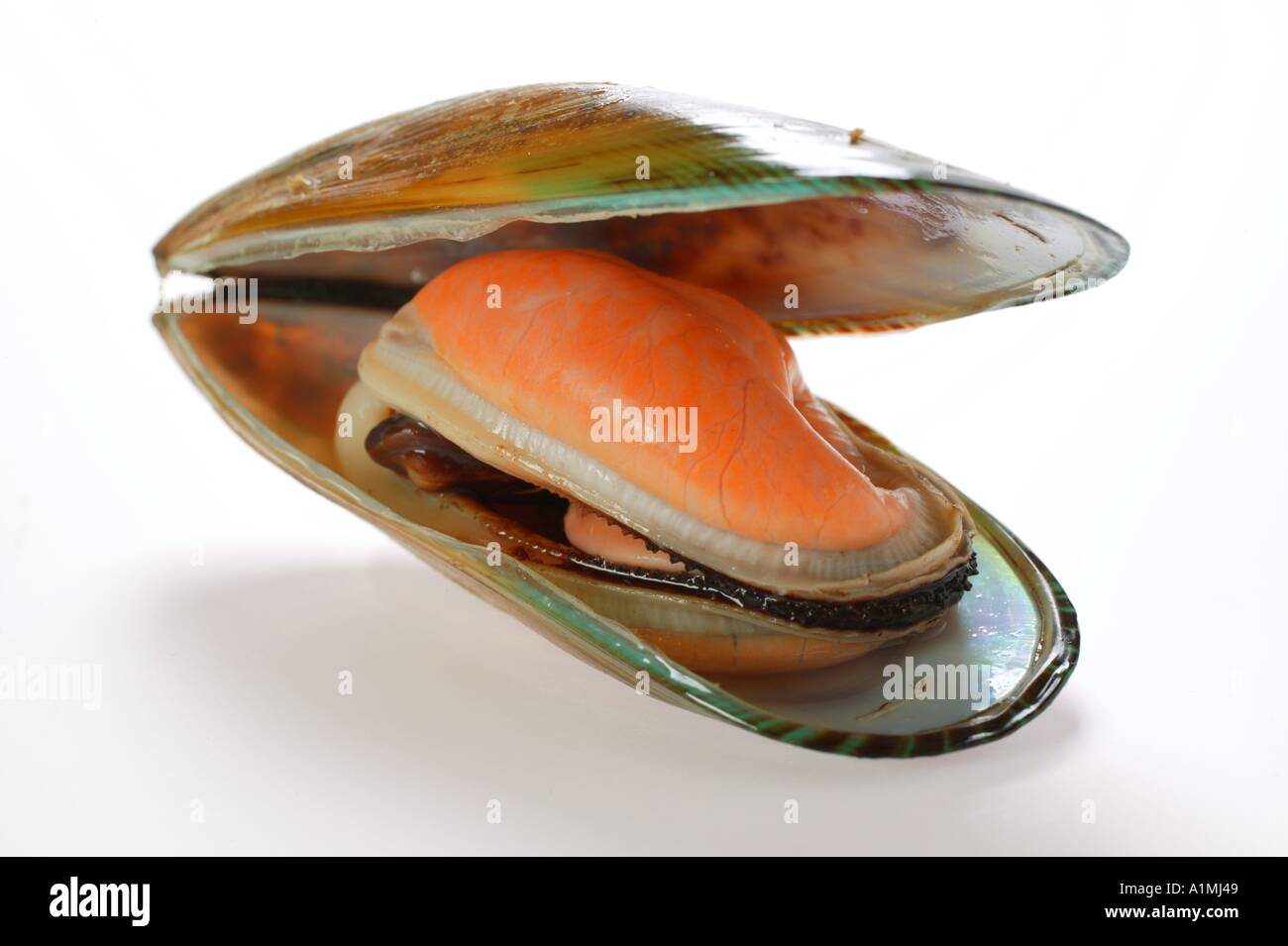Blue lipped mussels hi-res stock photography and images - Alamy