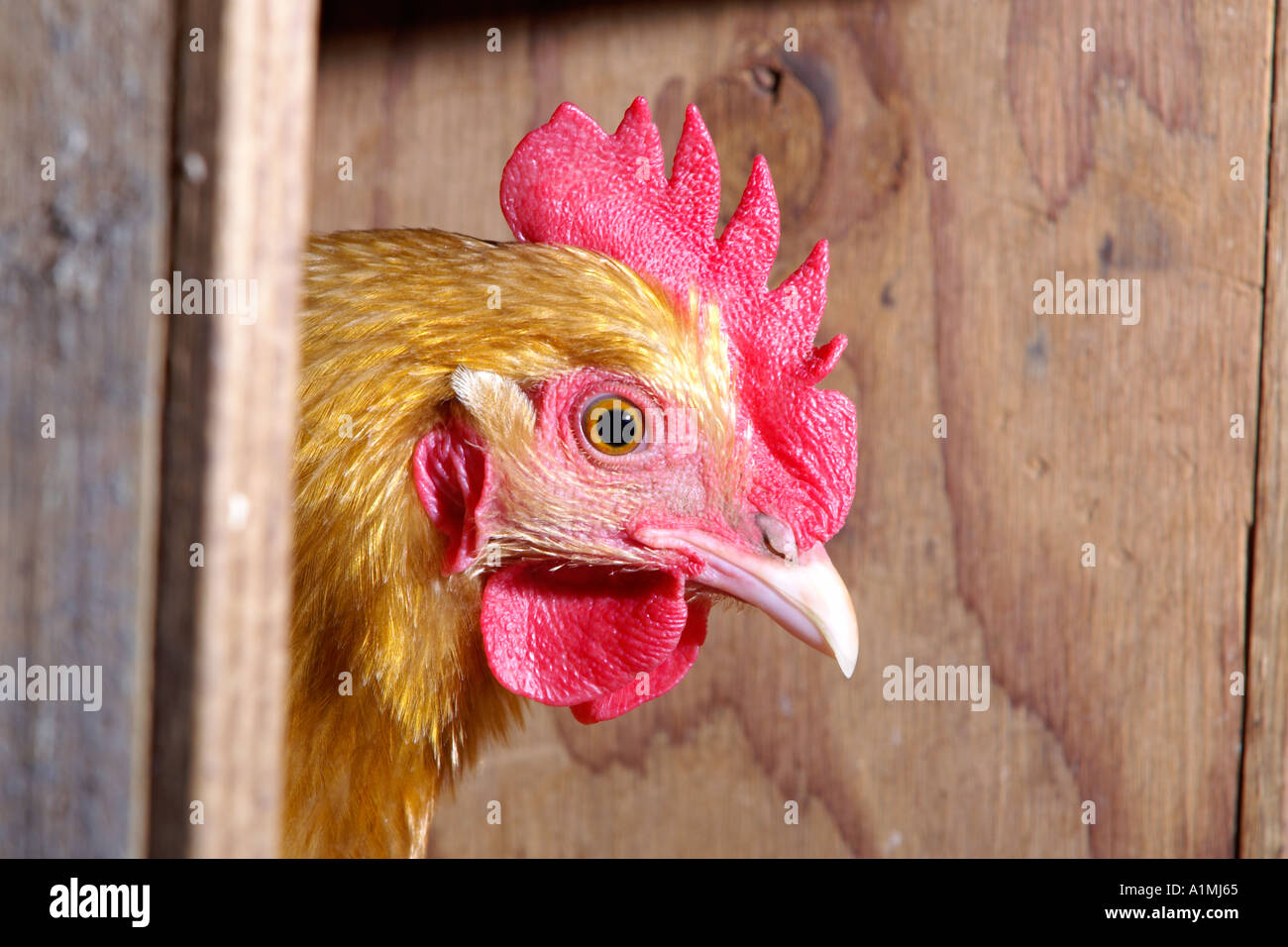 Hen looking out hi-res stock photography and images - Alamy