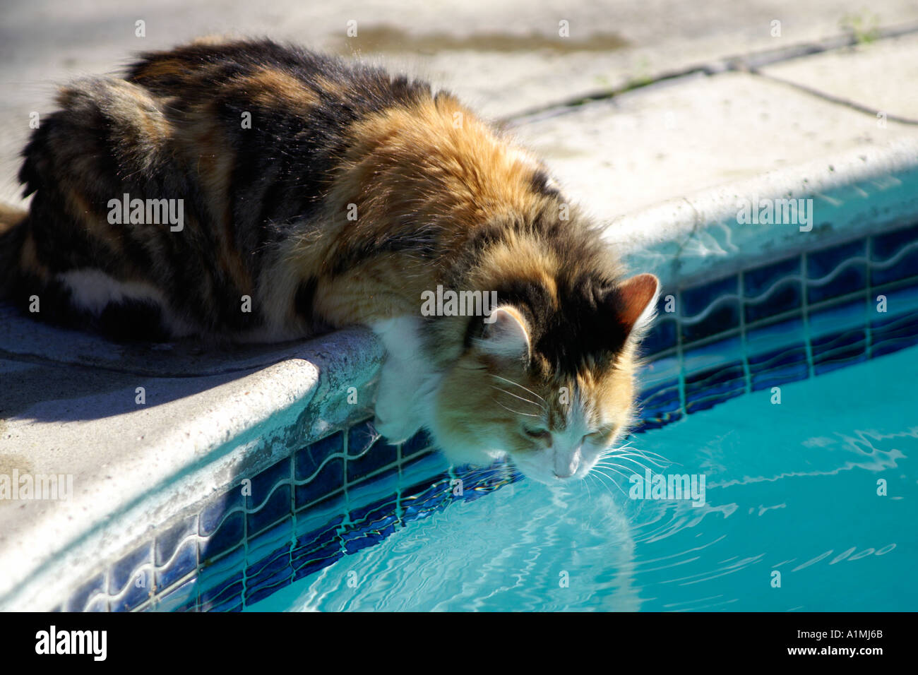 calico cat drinking from swimming pool Stock Photo - Alamy