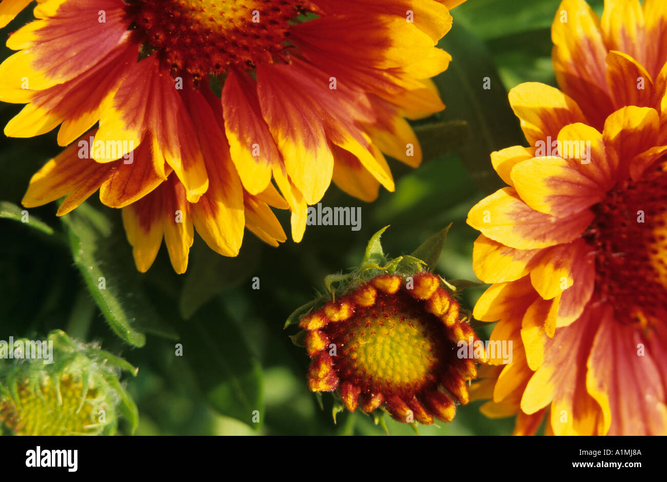 Goblin Flowers growing in a garden Red and Yellow flowers Stock Photo ...