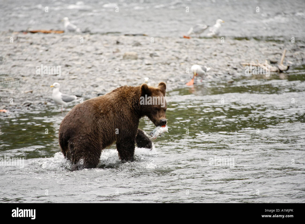 Grizzly Bear catches a salmon at the Russian River Kenai Peninsula ...