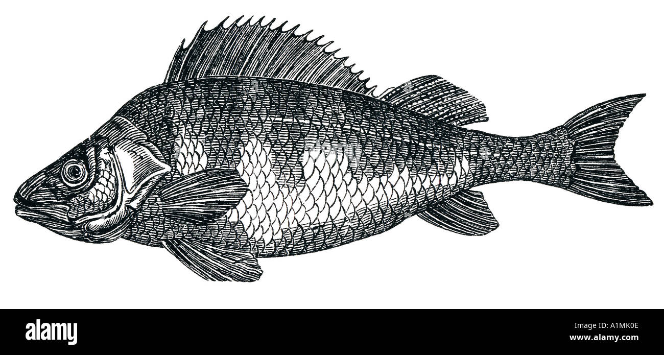 Perch fish illustrations hi-res stock photography and images - Alamy