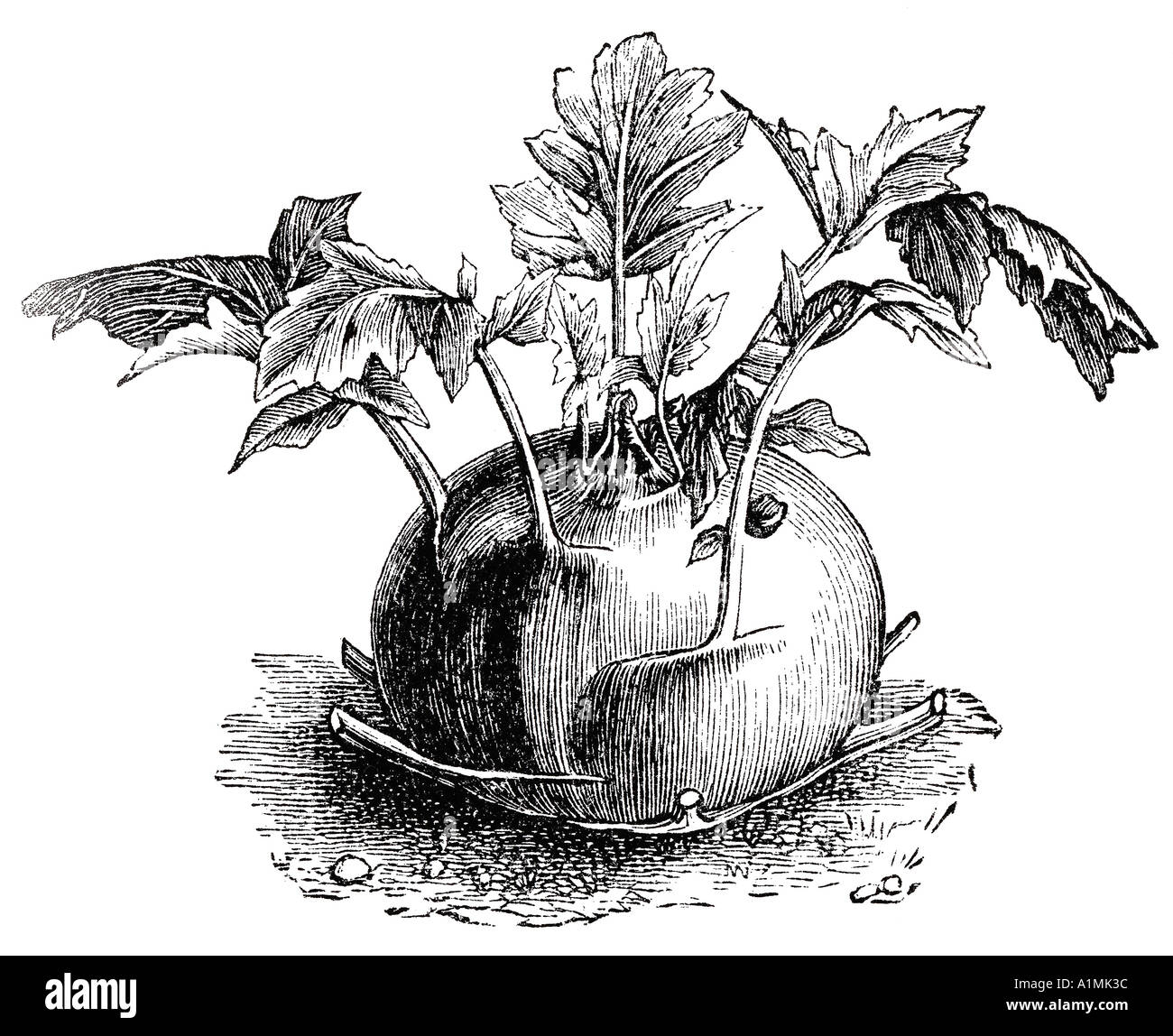 Kohlrabi drawing hi-res stock photography and images - Alamy