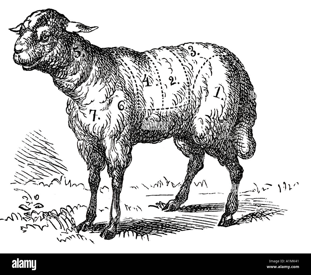 Lamb illustration meat hi-res stock photography and images - Alamy