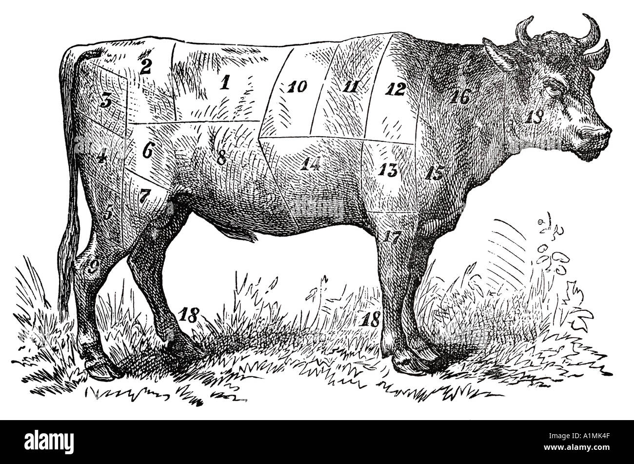 Ox illustration Stock Photo - Alamy