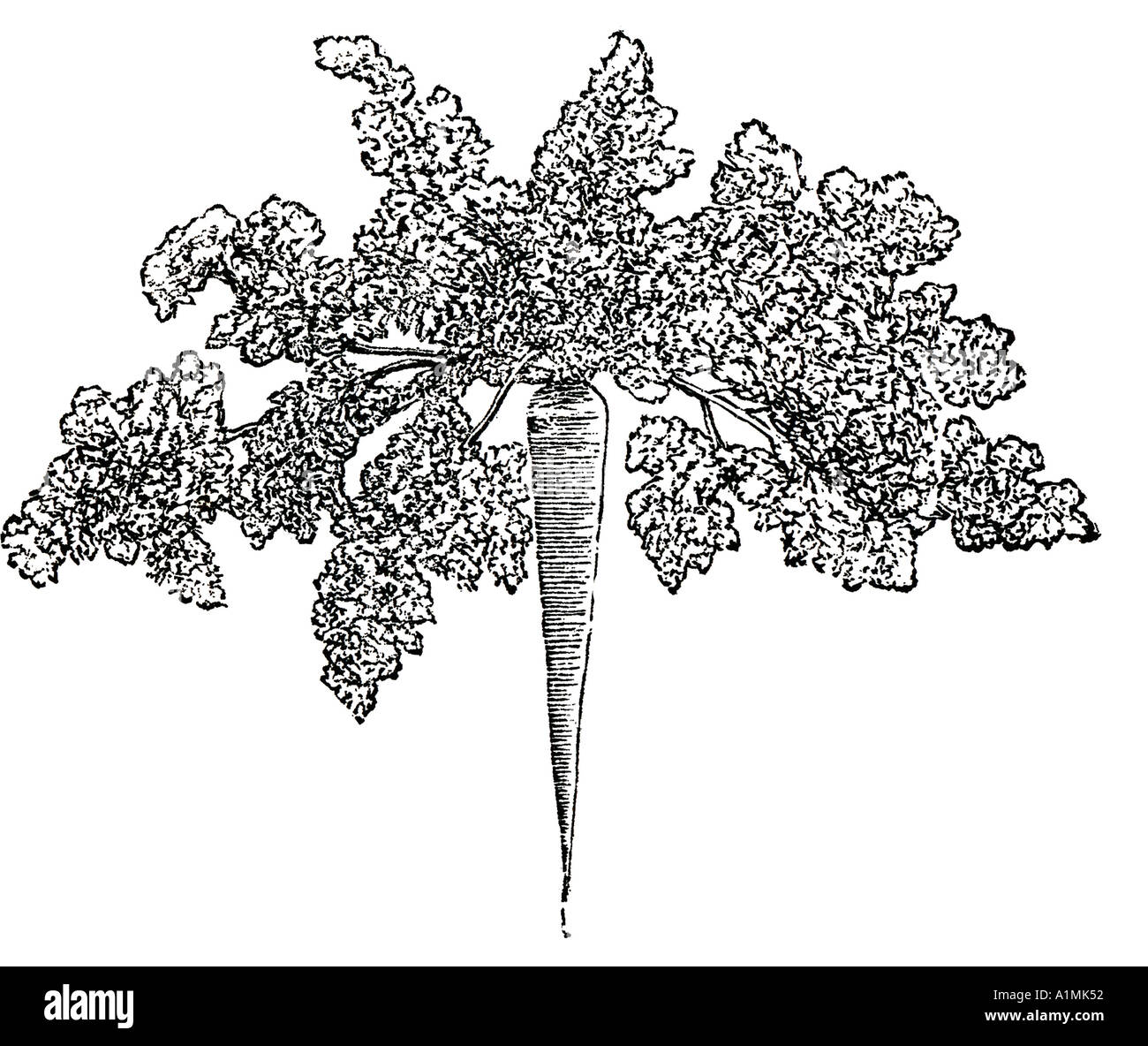 Root parsley roots Cut Out Stock Images & Pictures - Alamy