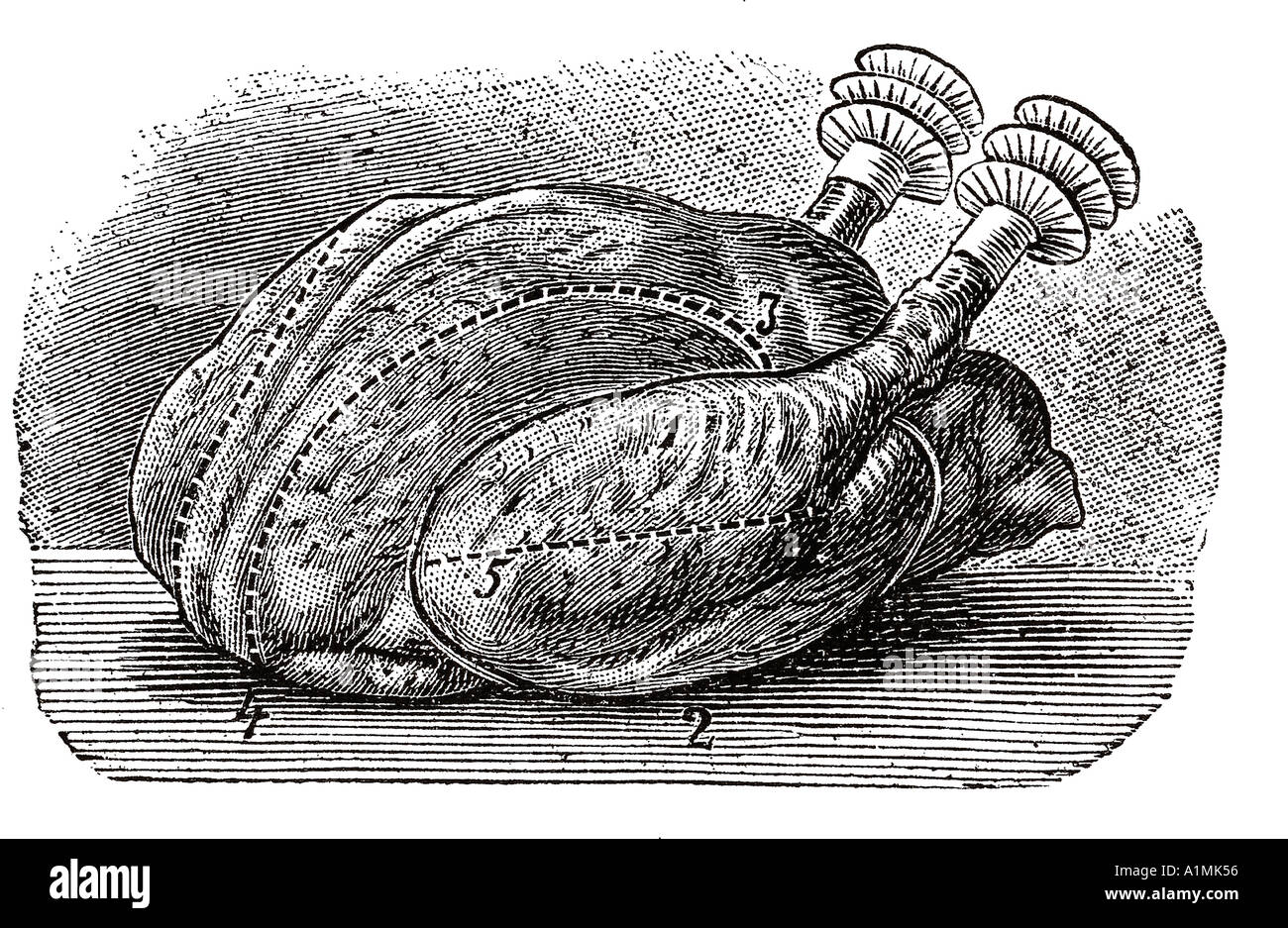 Poularde hi-res stock photography and images - Alamy