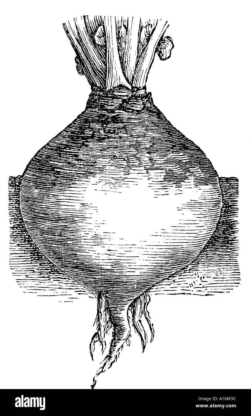 Swedes illustration hi-res stock photography and images - Alamy