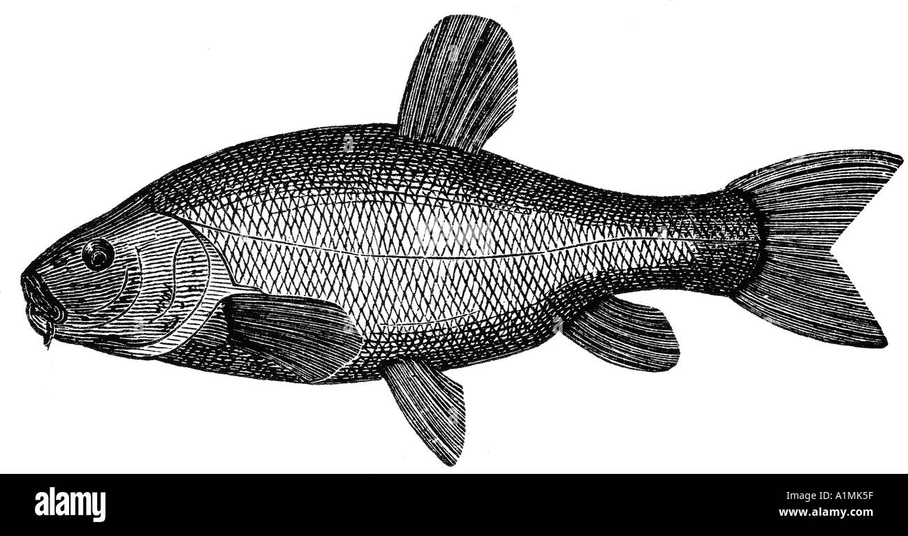 Tench illustrations hi-res stock photography and images - Alamy
