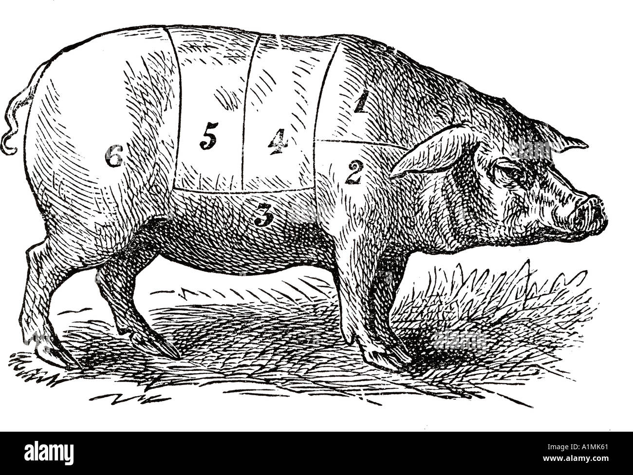 Pig illustration hi-res stock photography and images - Alamy