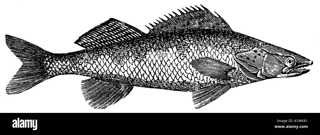 Perch fish illustrations hi-res stock photography and images - Alamy