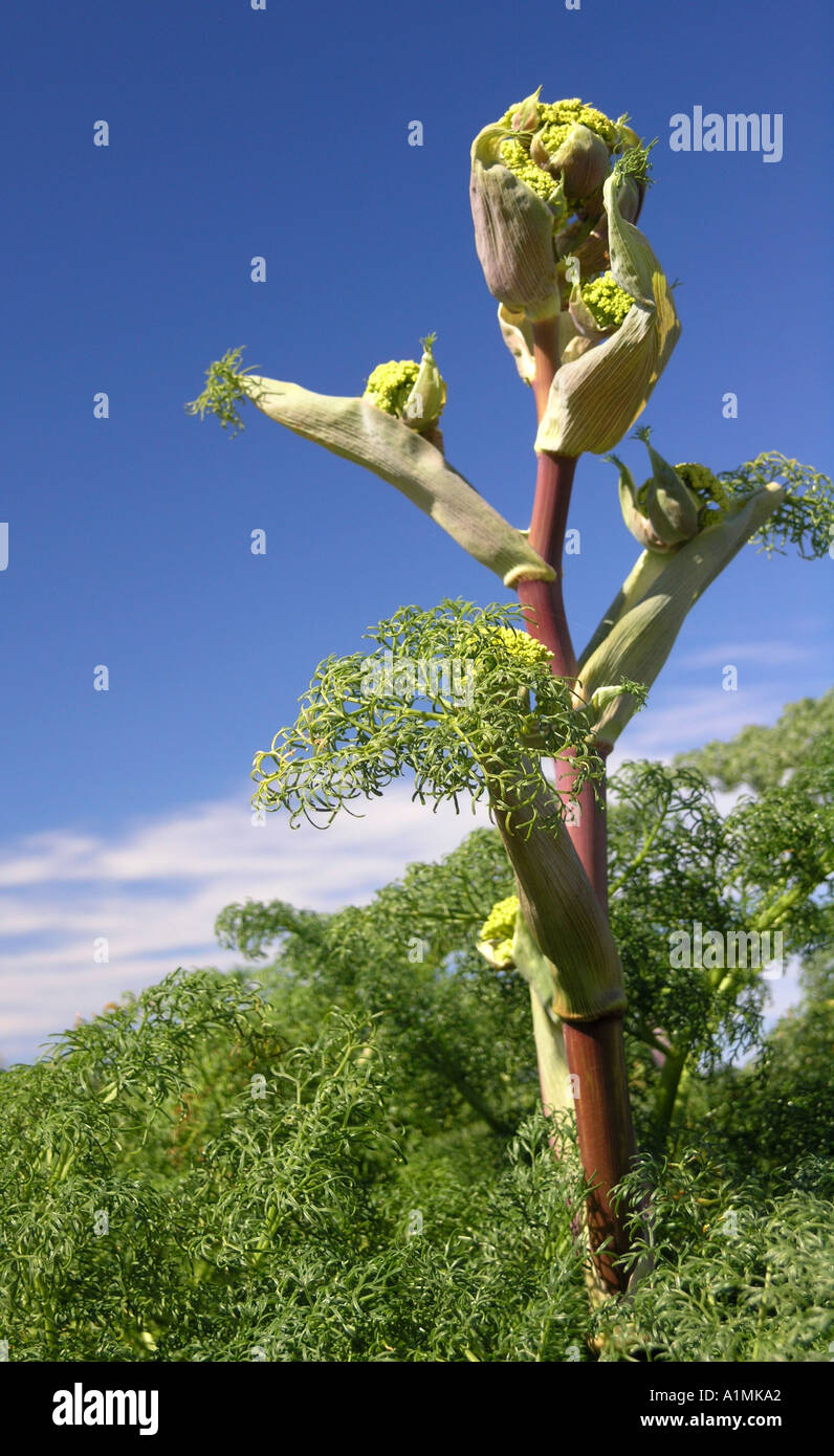 Wild Giant Fennel growing in Gozo Malta Mediterranean Stock Photo - Alamy