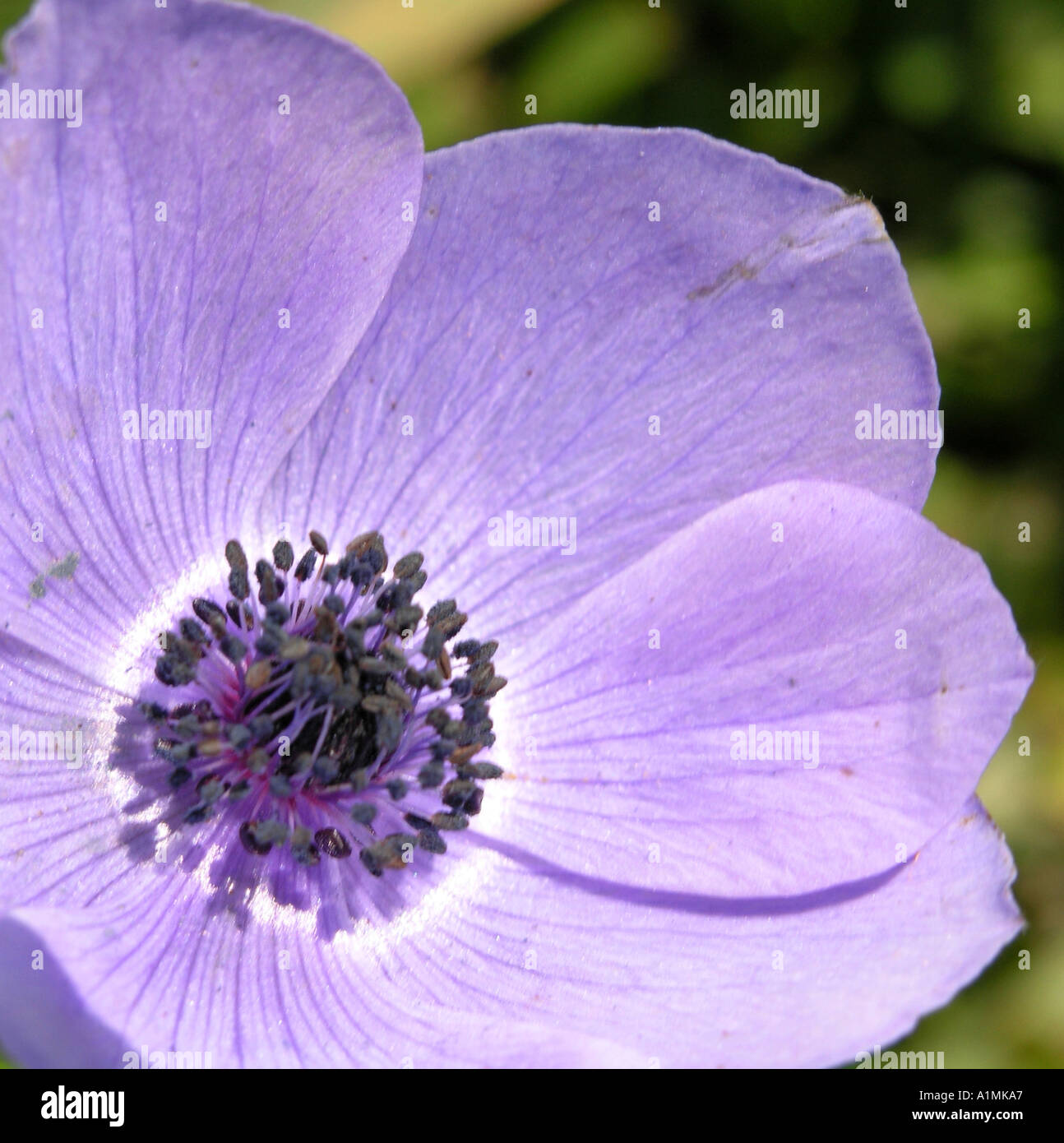 Wild Anenome flower Stock Photo - Alamy