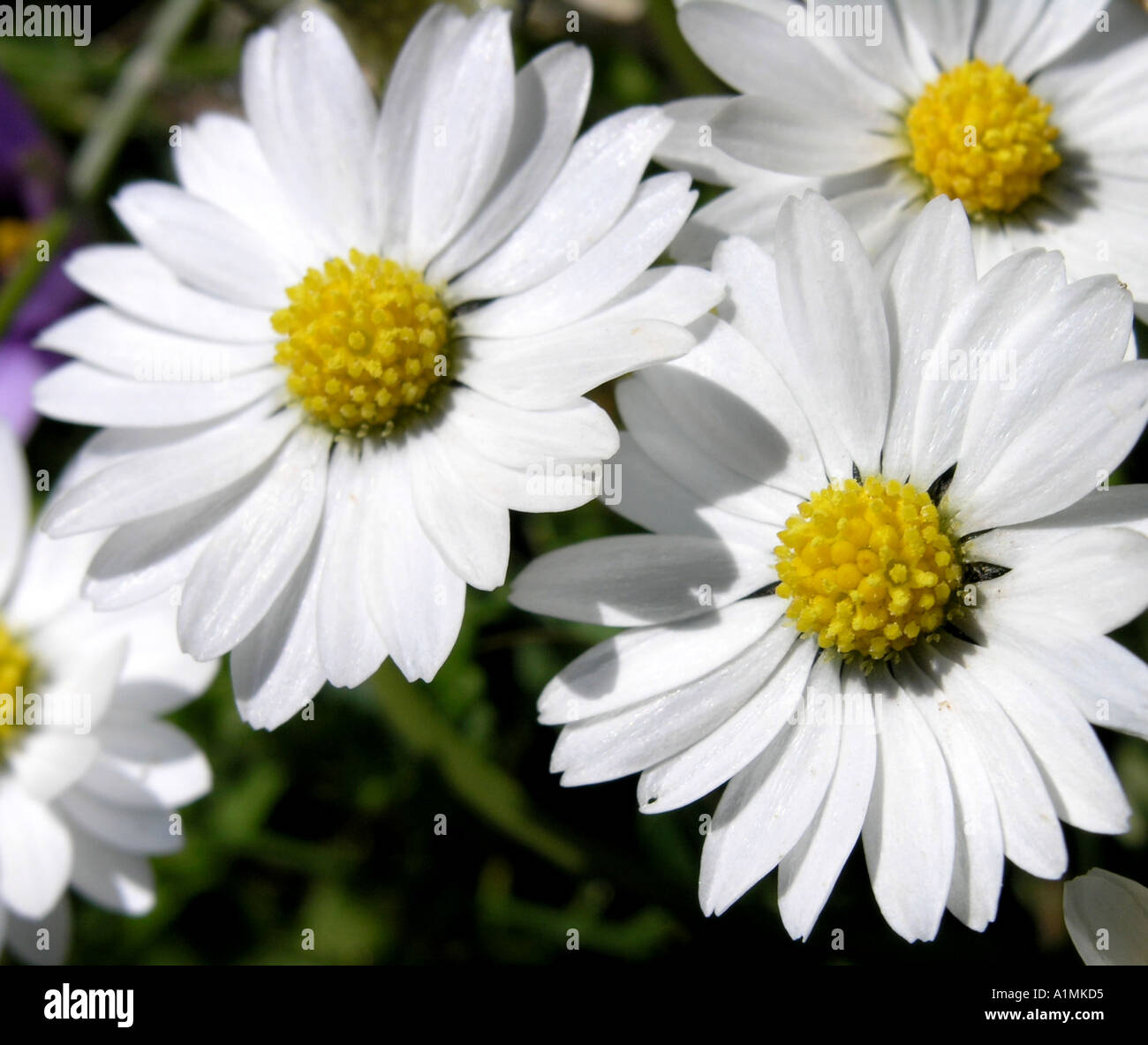 Group of Daisy flowers in Grass Stock Photo - Alamy