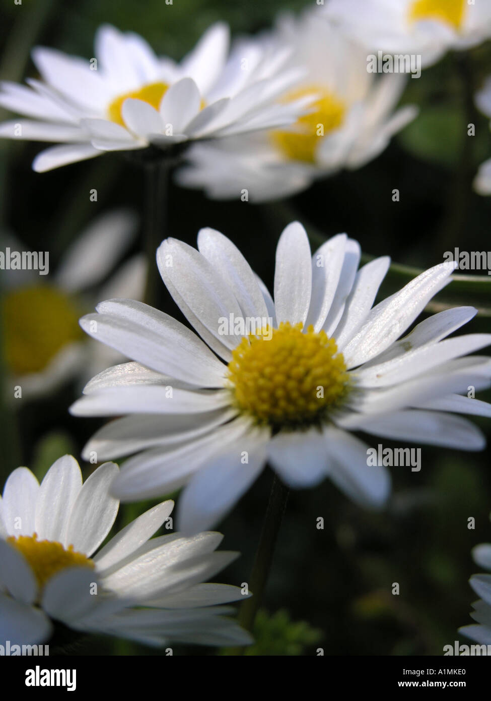 Group of Daisy flowers in Grass Stock Photo - Alamy