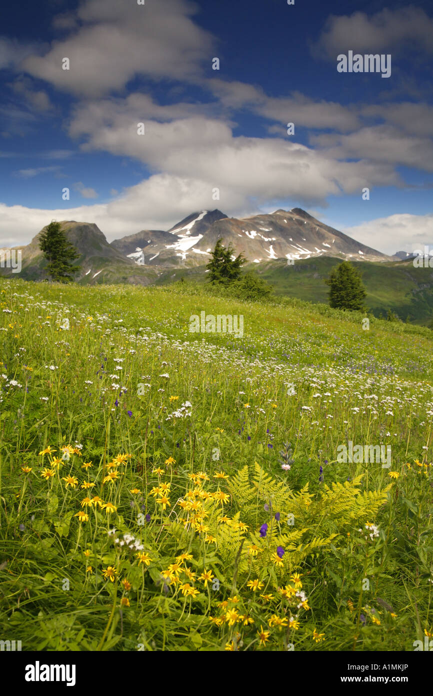Lost Lake Trail Kenai Peninsula Chugach National Forest Alaska Stock ...