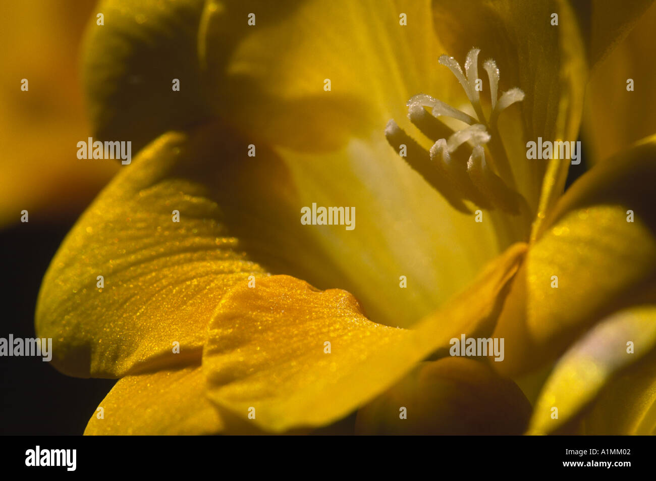 Freschia hi-res stock photography and images - Alamy