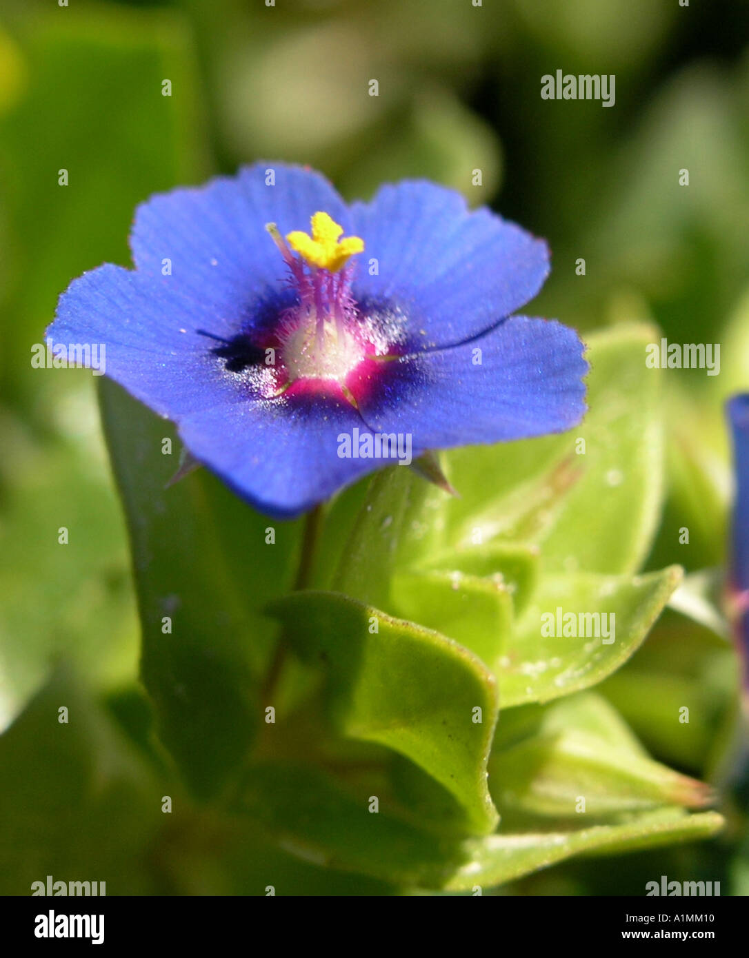 Blue wild Periwinkle flower anagallis arvensis Stock Photo - Alamy