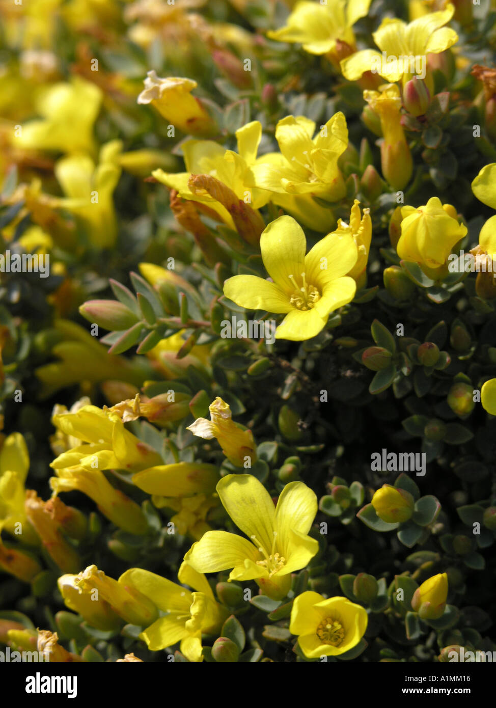 Bushy shapes hi-res stock photography and images - Alamy