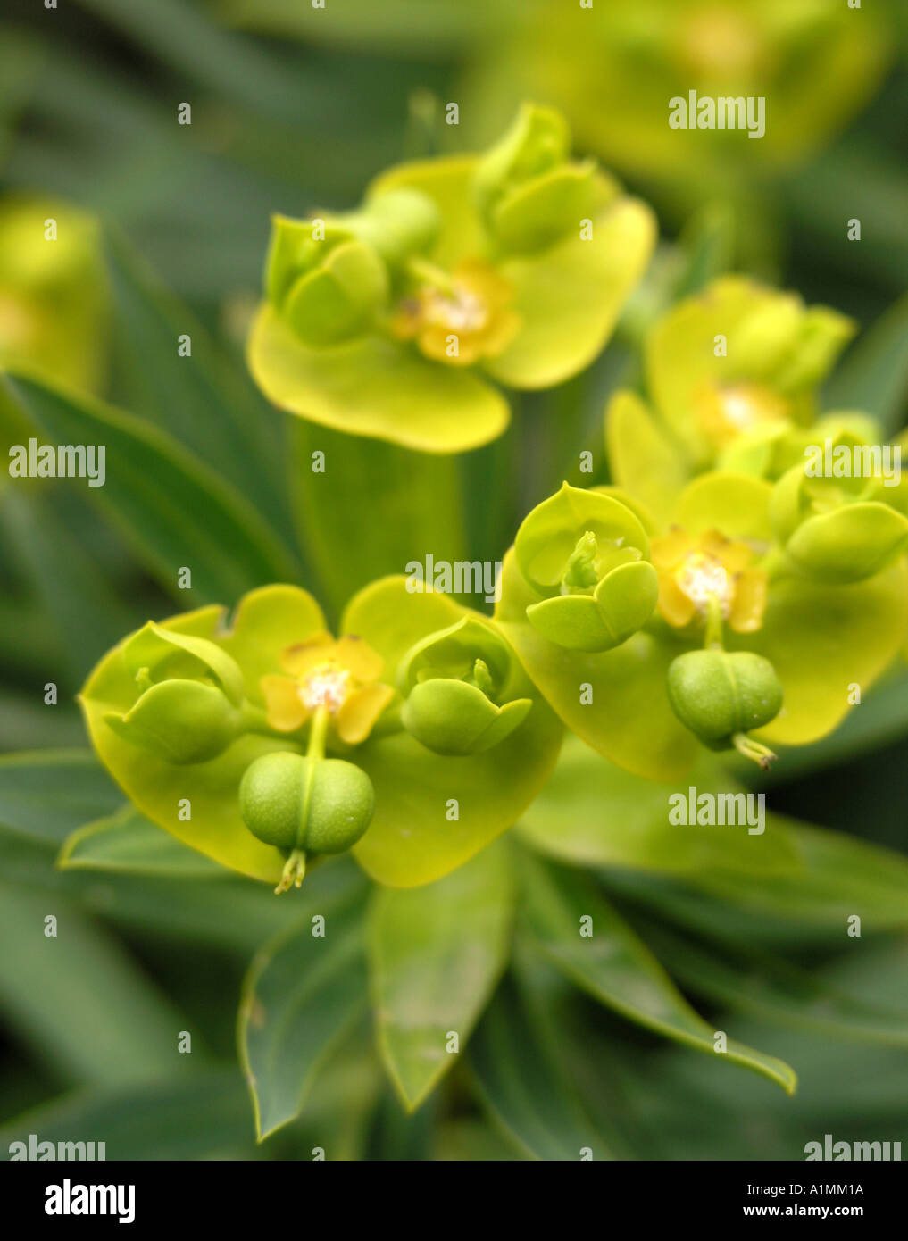 Tree Spurge Euphorbia Melitensis Stock Photo - Alamy