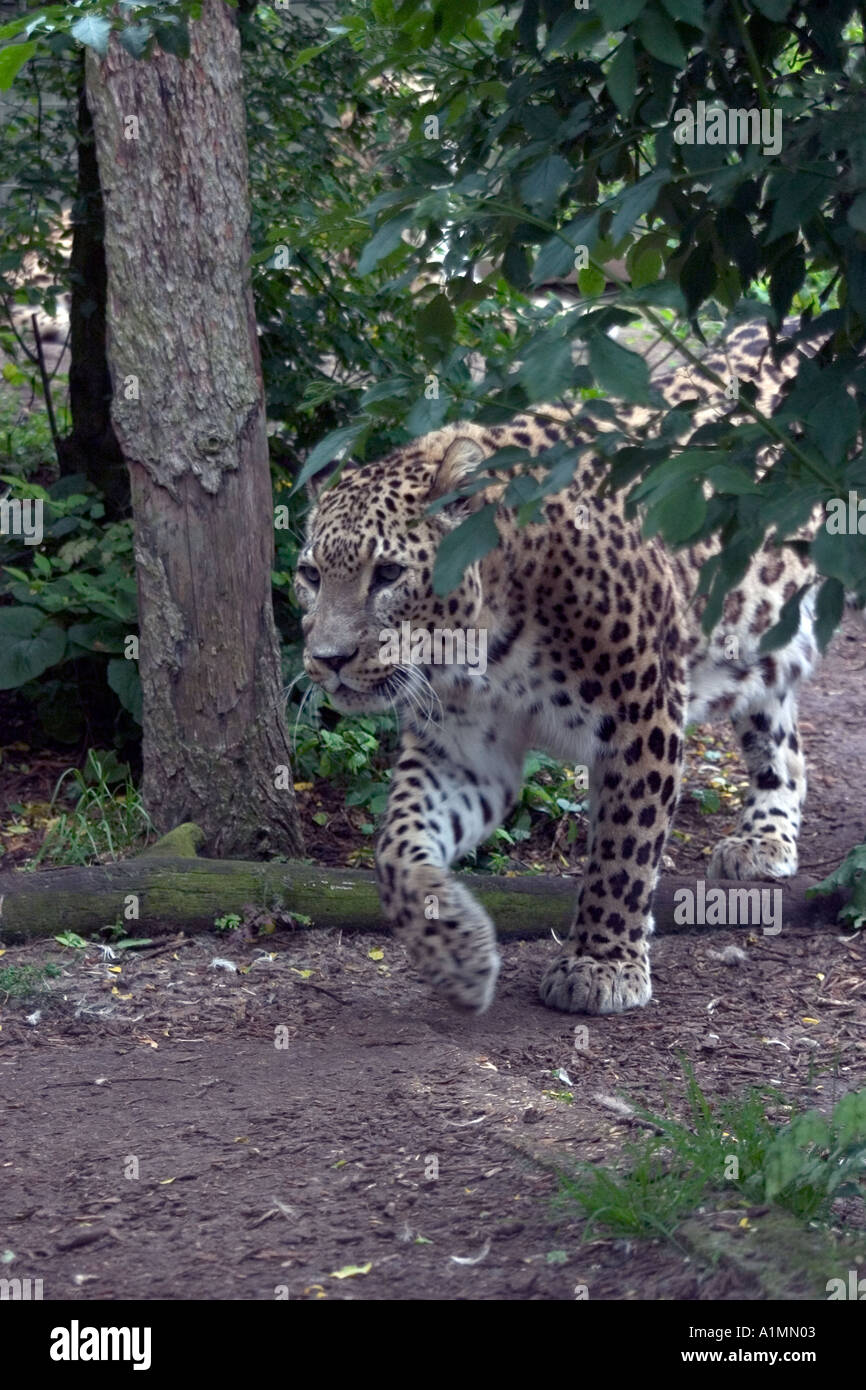 Amur leopard paws hi-res stock photography and images - Alamy