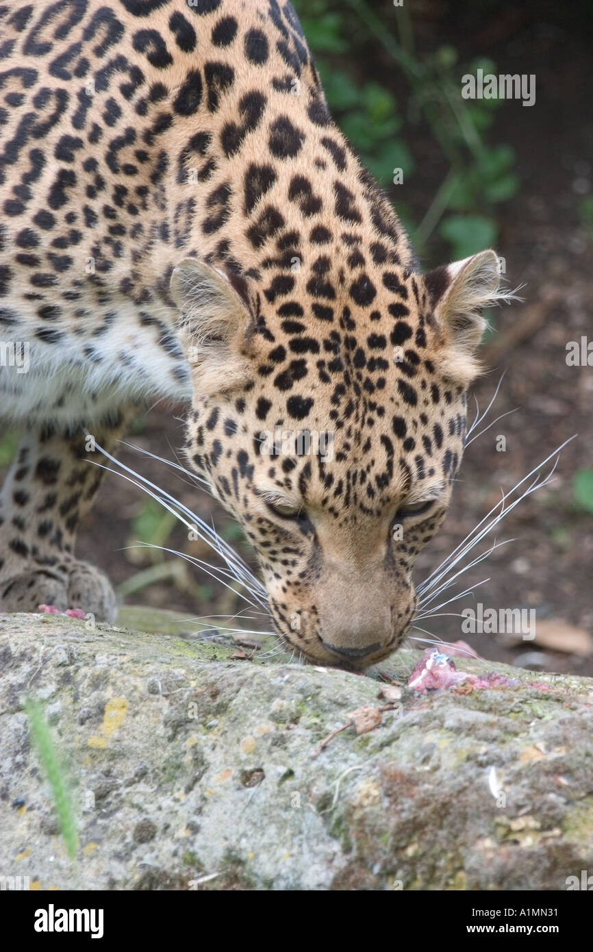Leopard Eating 04 Stock Photo - Alamy