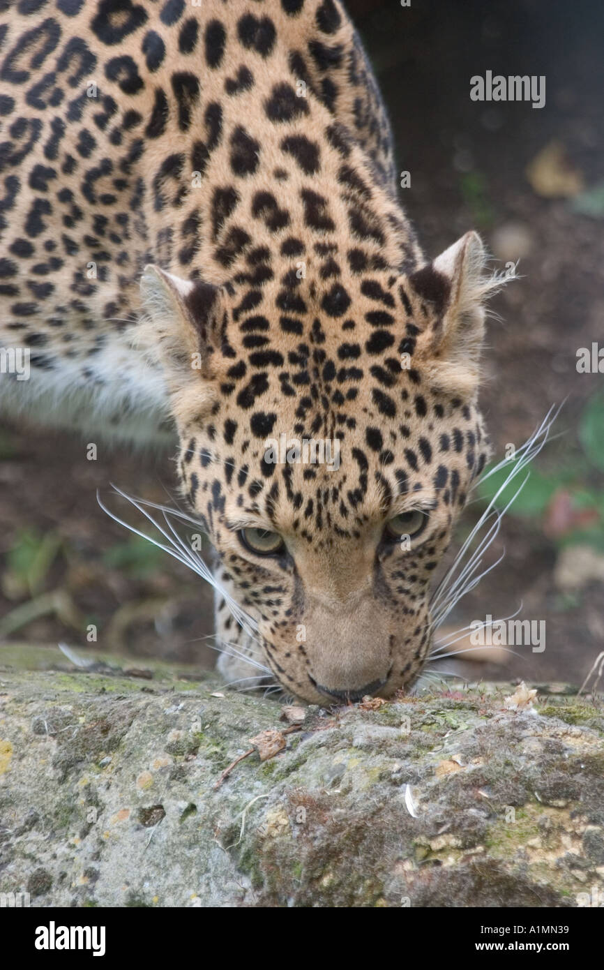 Amur leopard paws hi-res stock photography and images - Alamy