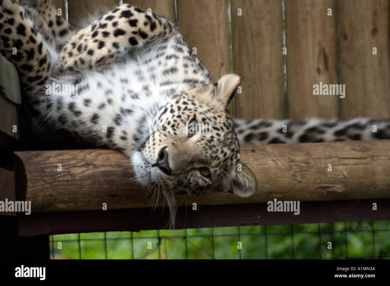 Leopard Laying Down 01 Stock Photo - Alamy