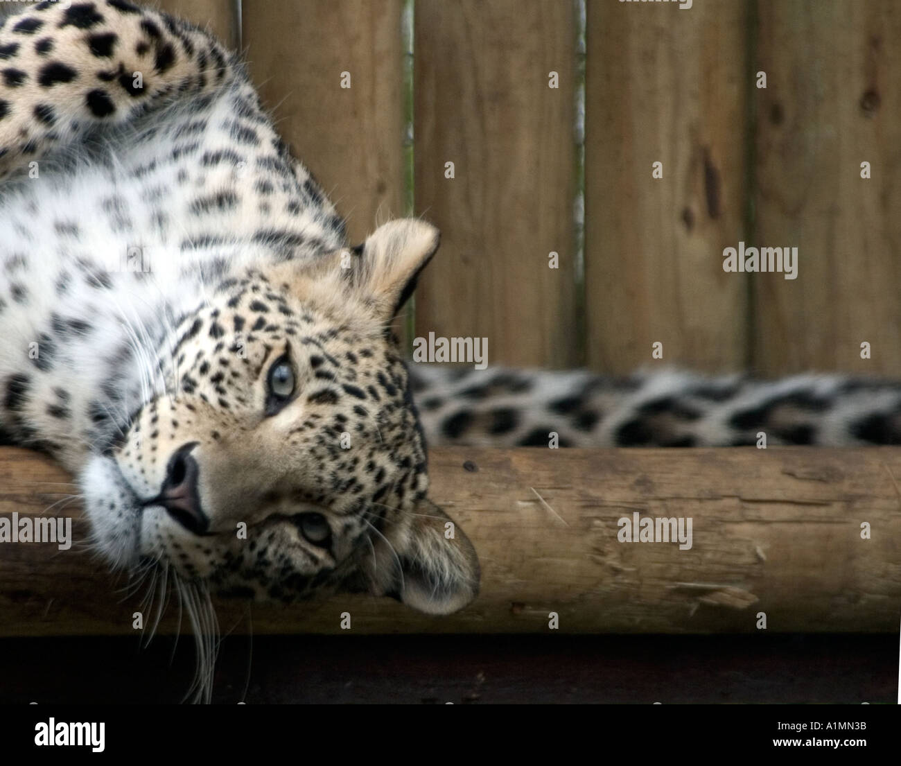 Amur leopard paws hi-res stock photography and images - Alamy