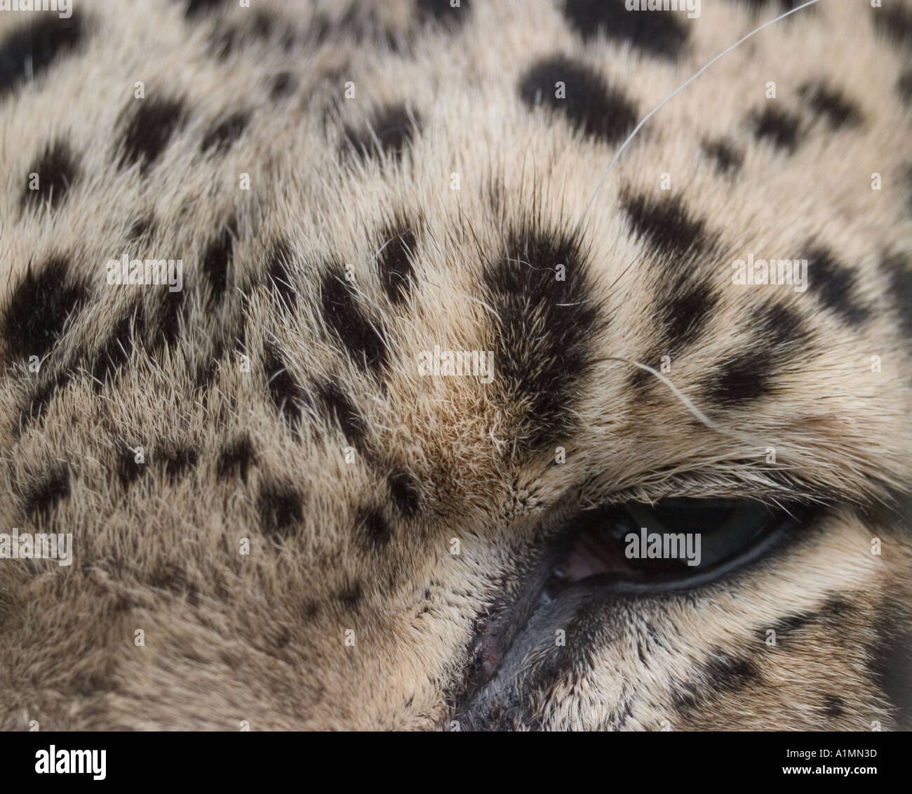 Leopard paws close up hi-res stock photography and images - Alamy