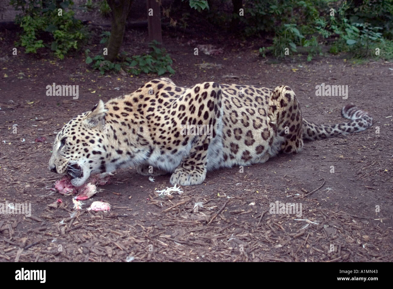 Leopard Eating 14 Stock Photo - Alamy
