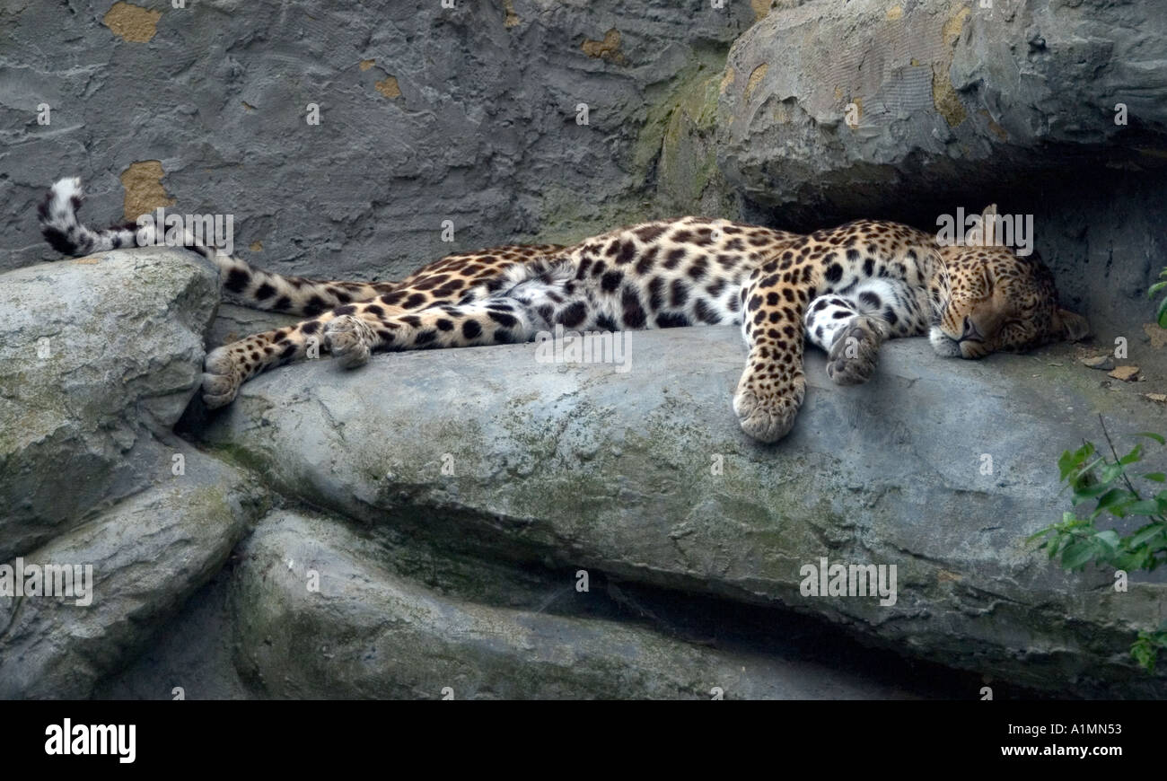 Leopard Laying Down Stock Photo - Alamy