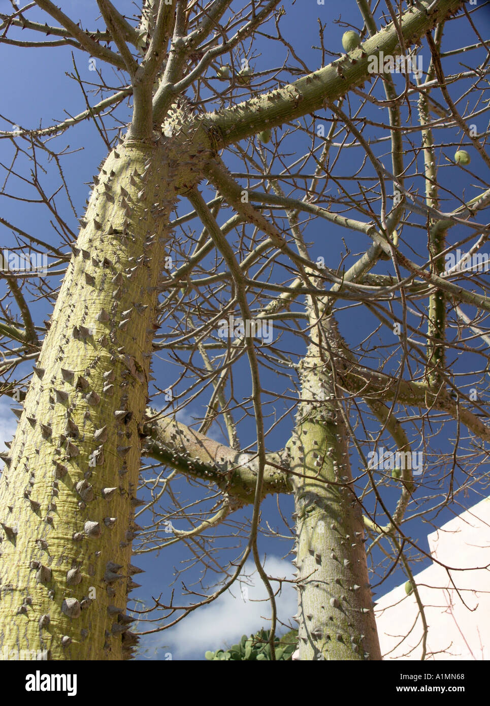 Fruit shaded hi-res stock photography and images - Alamy