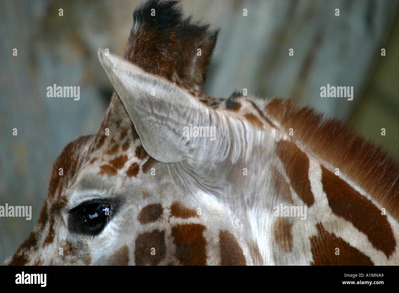 Giraffe; Giraffe (Giraffa camelopardalis) is an African even-toed ...