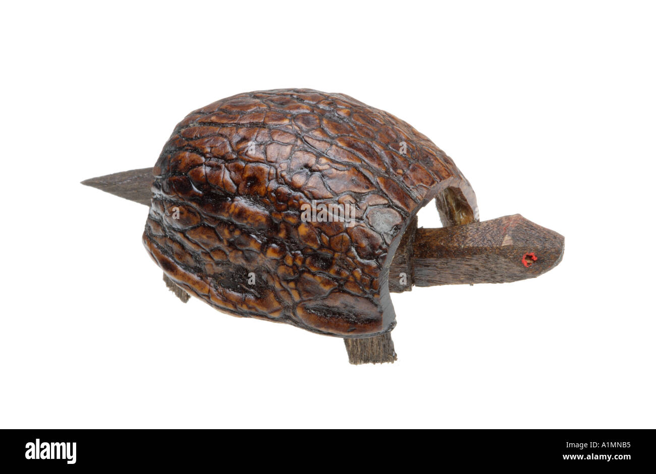 Walnut shell turtle hi-res stock photography and images - Alamy