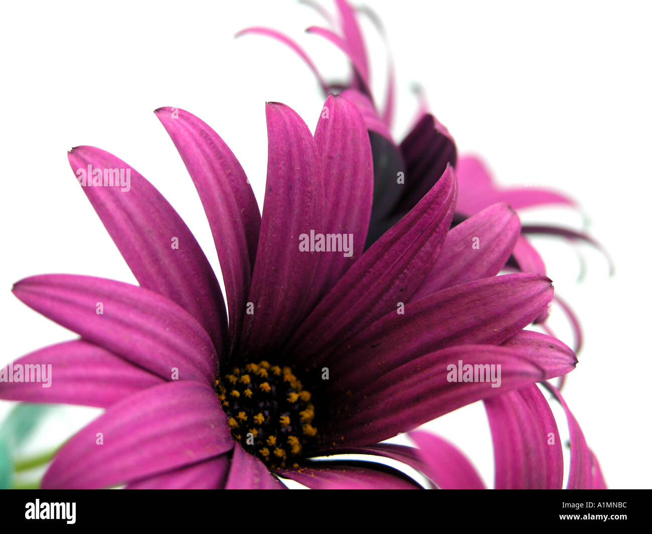 Purple Osteospermum Daisy Stock Photo - Alamy