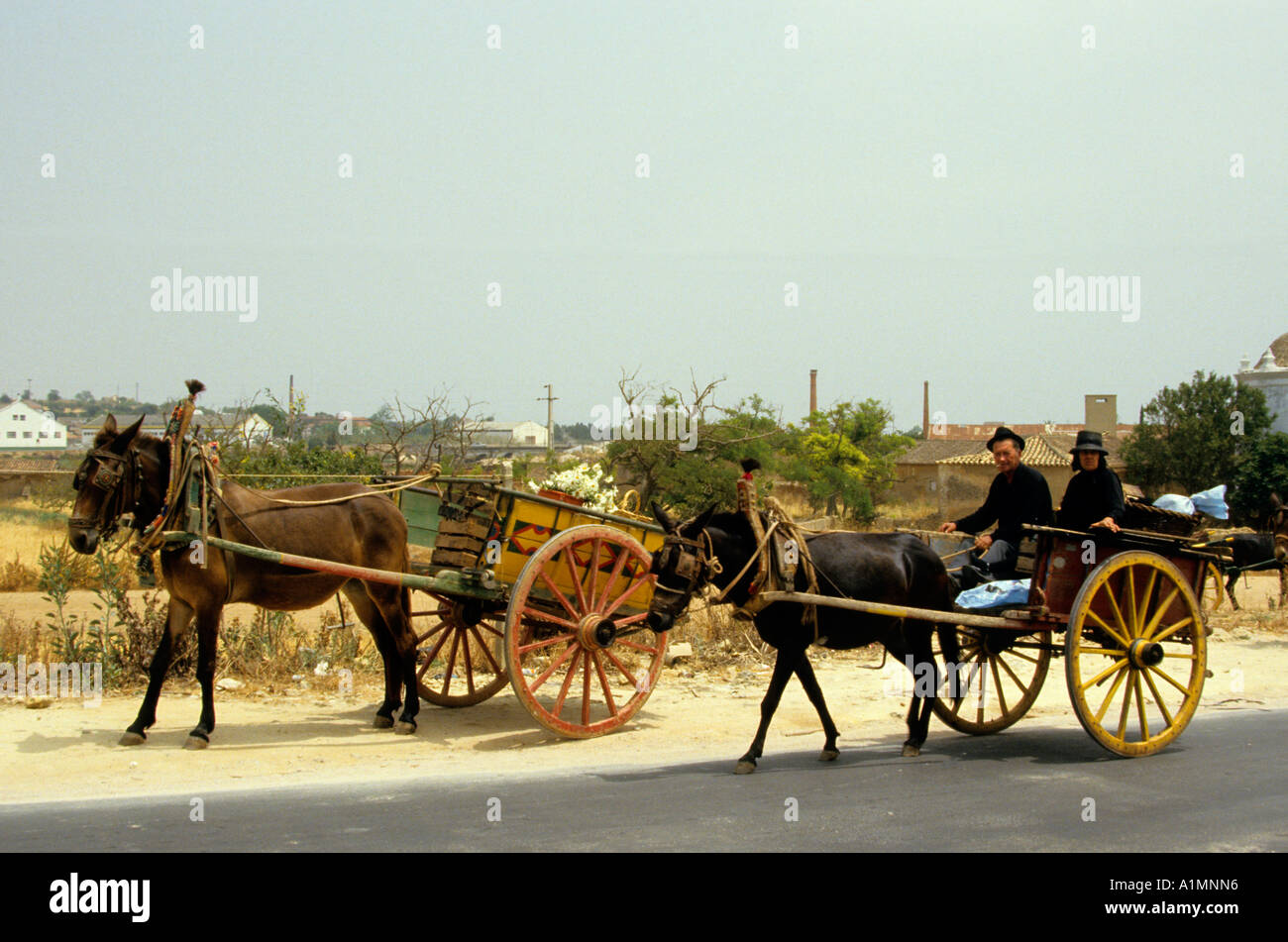 Mini Donkey Cart Donkey Pulling Cart Stock Photo. Image Of Harness,