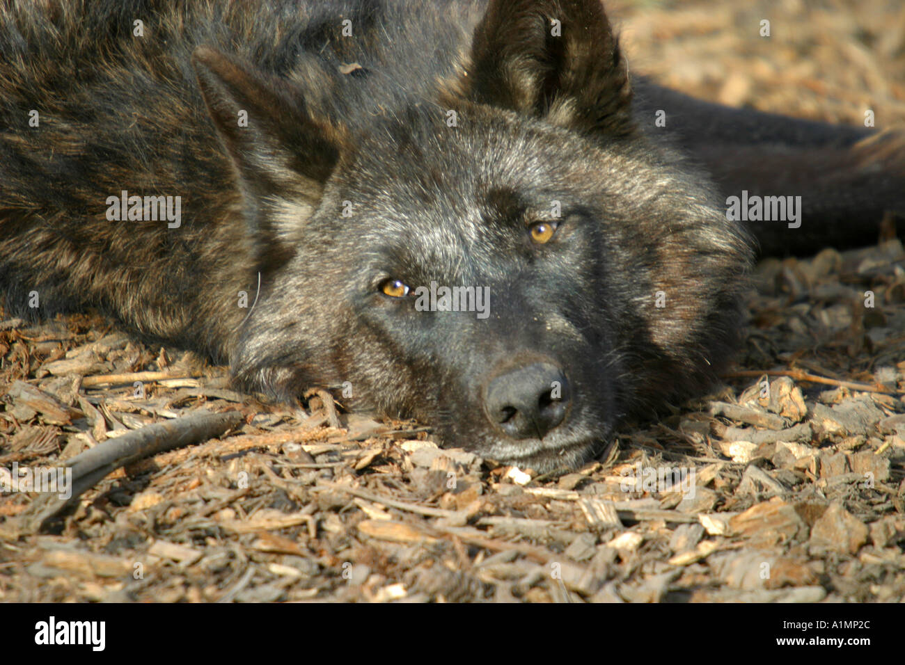 Timber wolf, canis lupus Stock Photo - Alamy