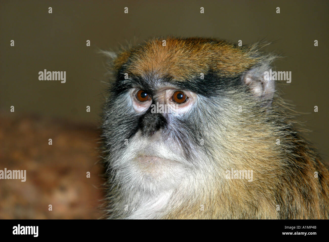 Pygmy Marmoset pygmoea Stock Photo - Alamy