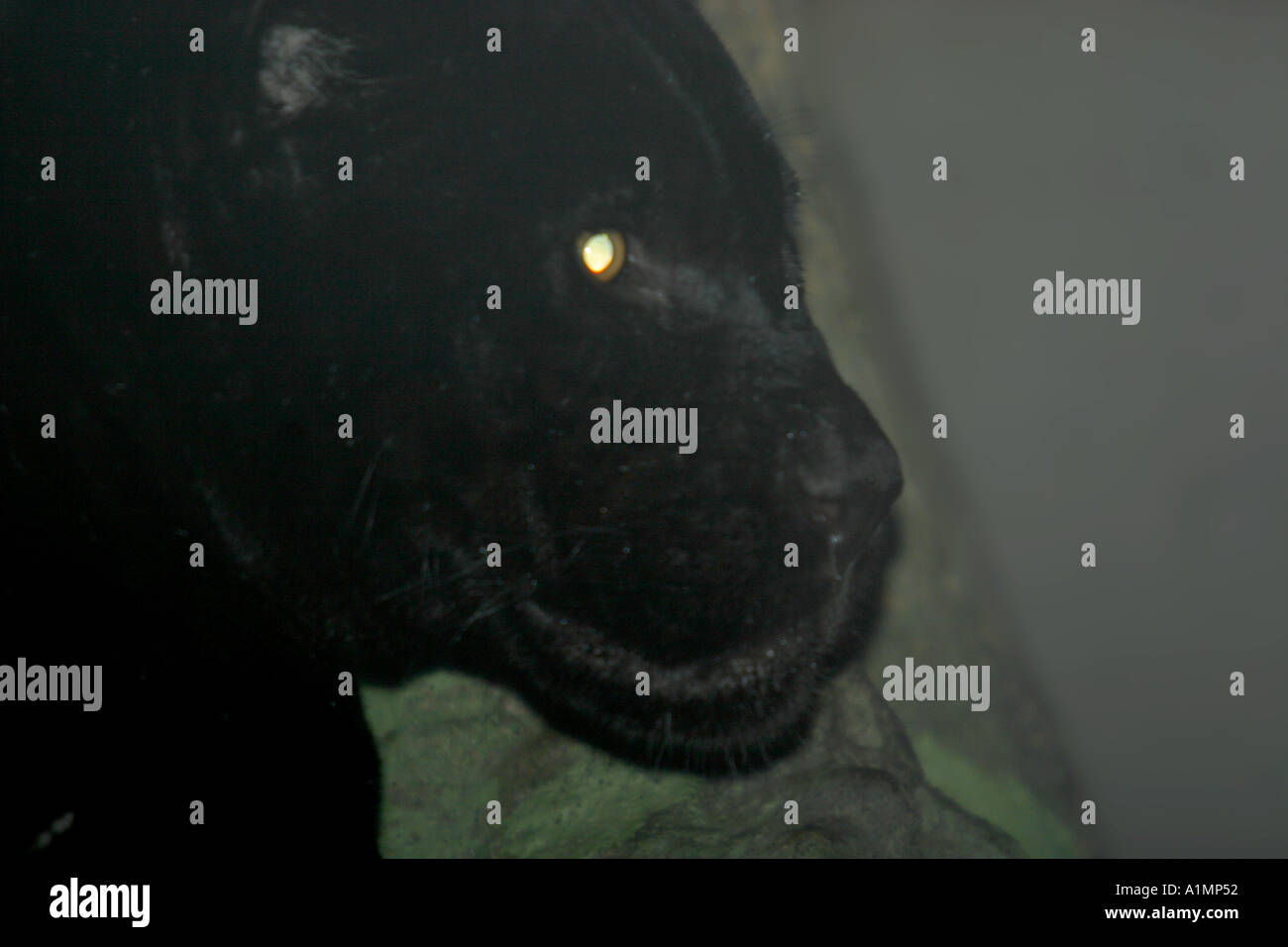 Leopard zoo exhibit hi-res stock photography and images - Alamy