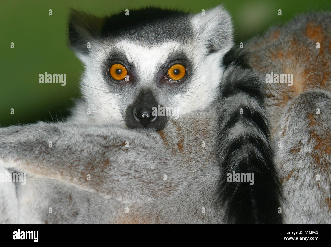 Zoo capture hi-res stock photography and images - Alamy