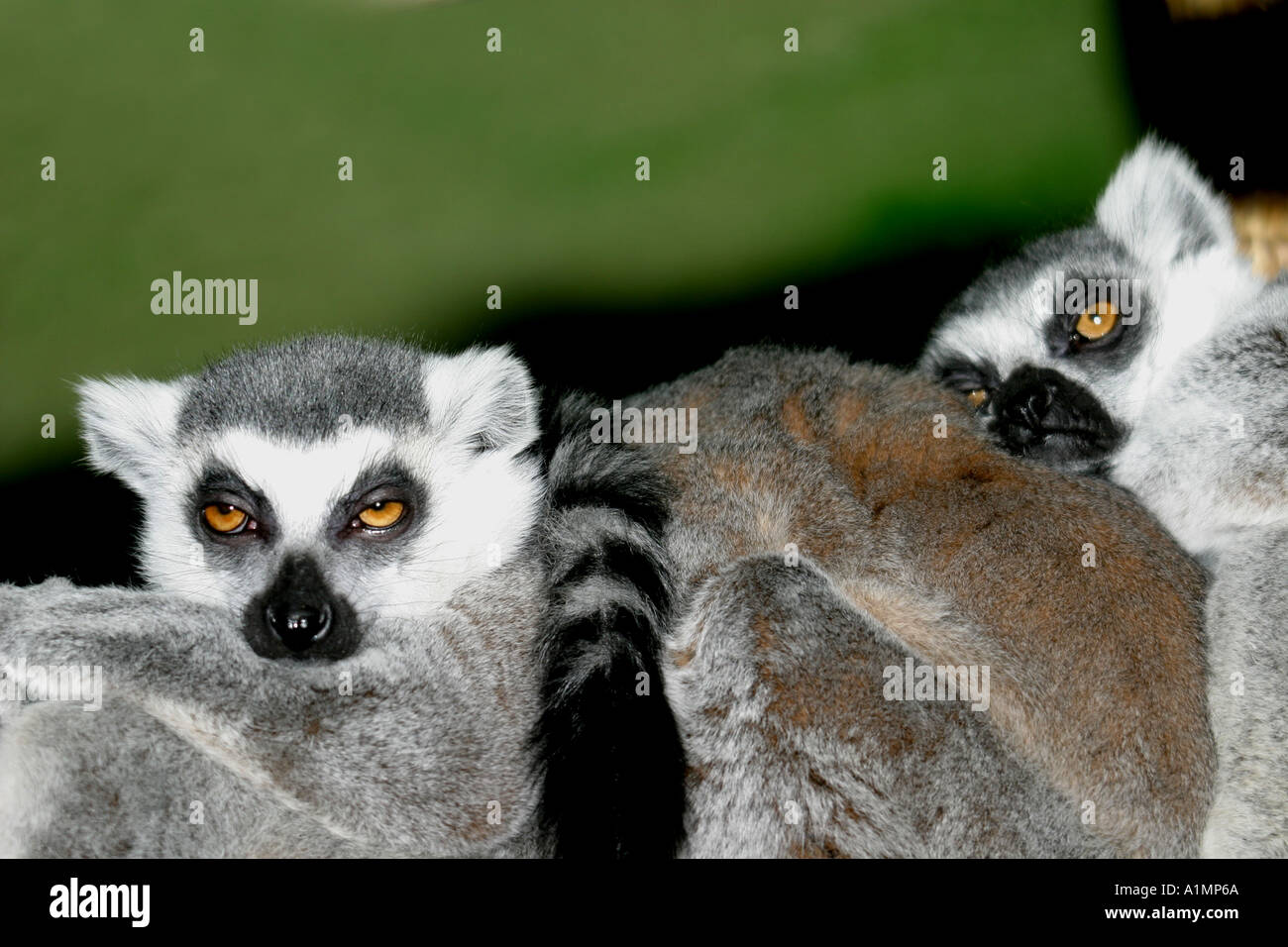 Animals in a zoo Stock Photo - Alamy
