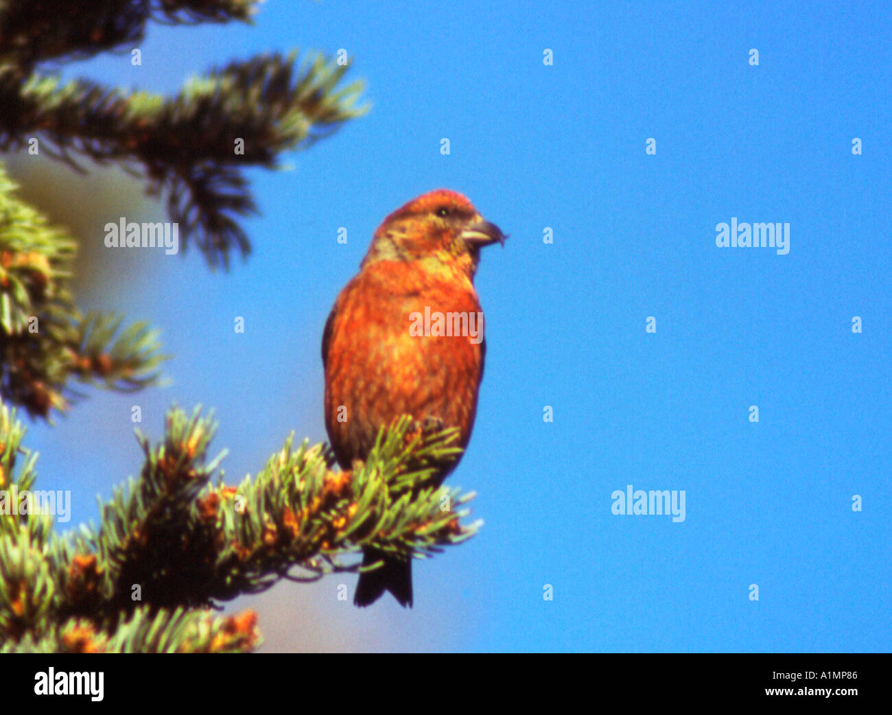 Yellow crossbill hi-res stock photography and images - Alamy