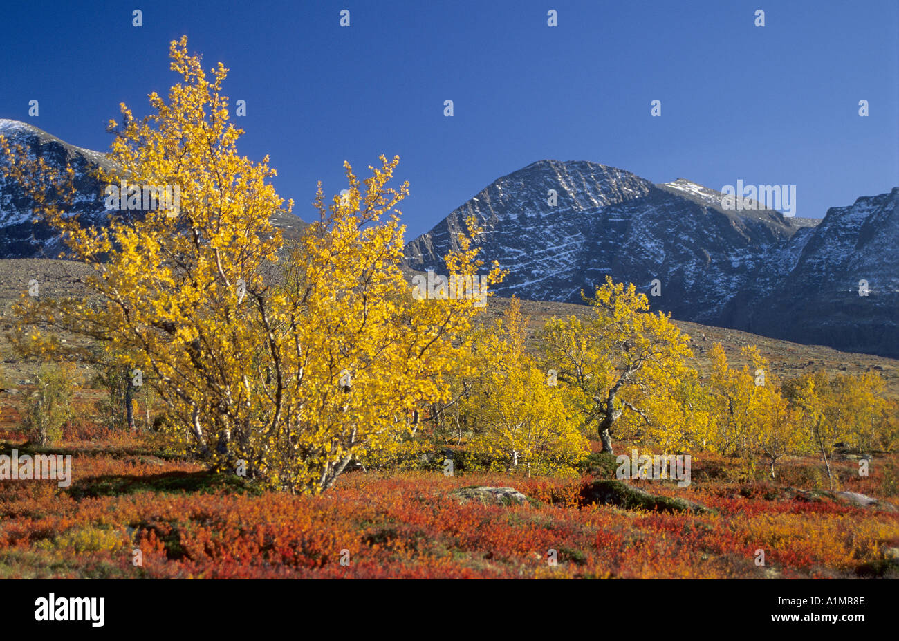Fall colors in the mountains norway hi-res stock photography and images ...