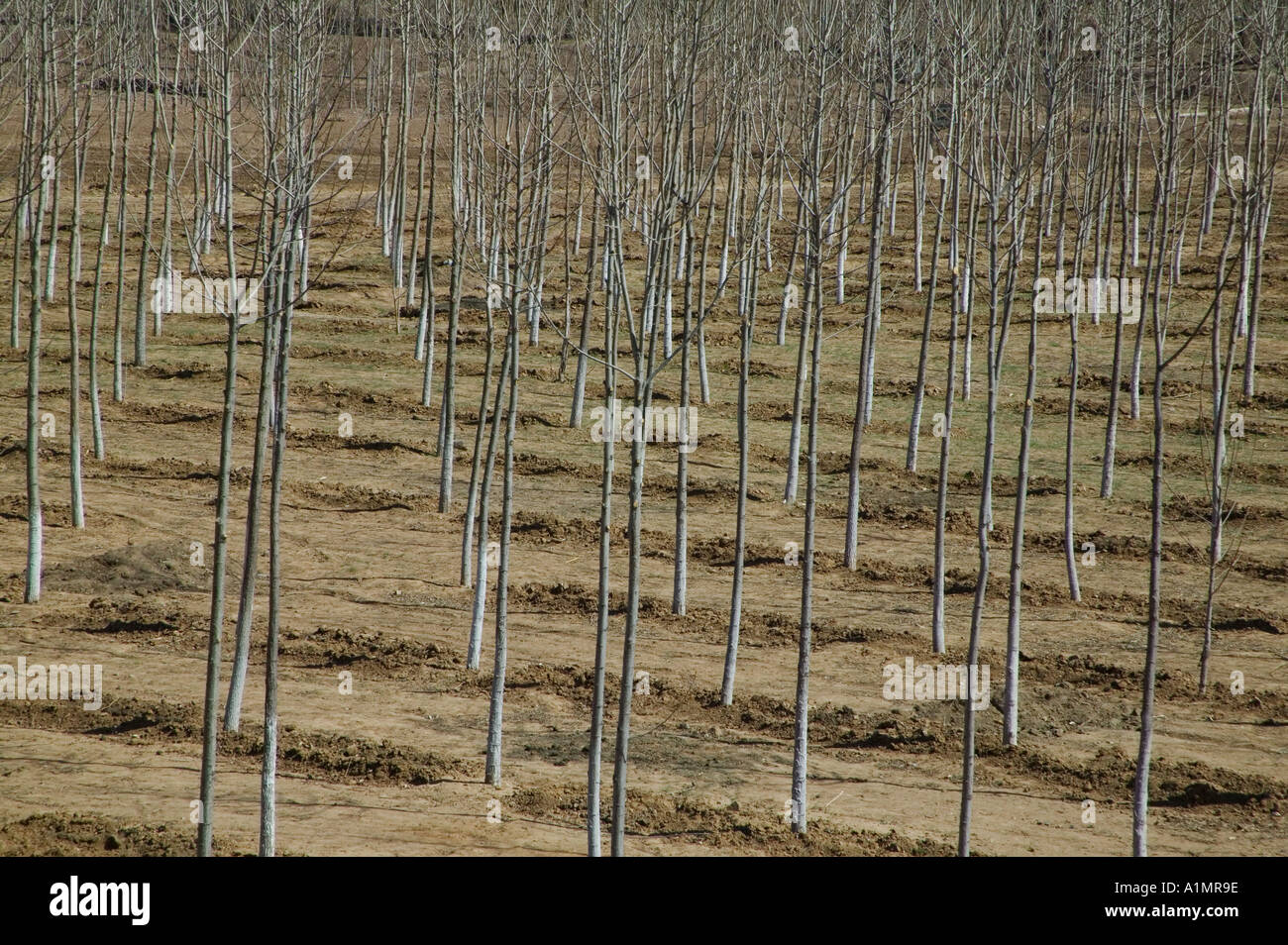 Young trees in a nursery near Beijing China Stock Photo - Alamy