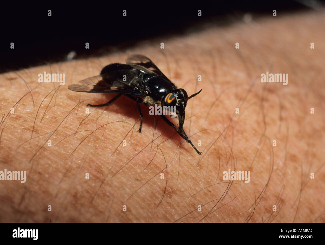 Deerfly hi-res stock photography and images - Alamy