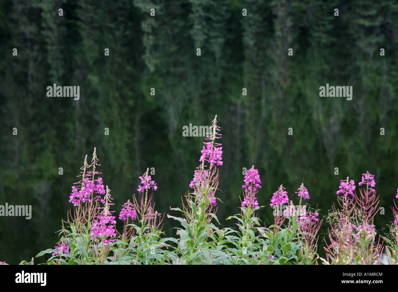 Fireweed blooms along Jerome Lake Kenai Peninsula Chugach National ...